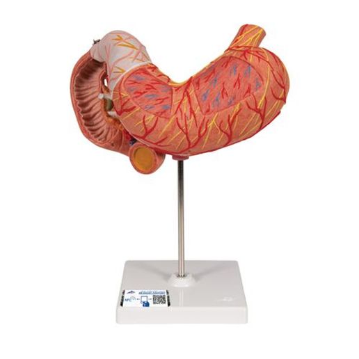 OBJ file 3D Model of Stomach v2 🎒 ・3D printing template to download・Cults
