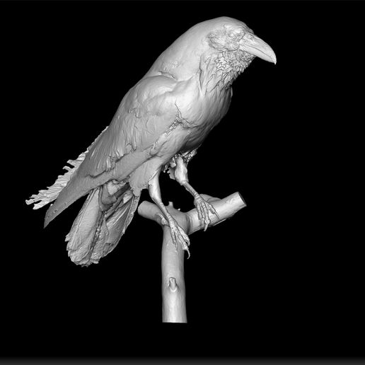 🐦 Realistic Raven Model - Raven 3D Print - Detailed Raven Sculpture ...
