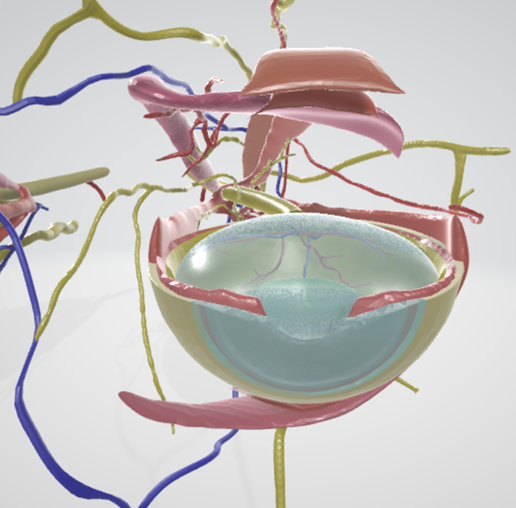 STL file COMPLETE EYE ANATOMY 👁️ (OBJ)・3D printing idea to download・Cults