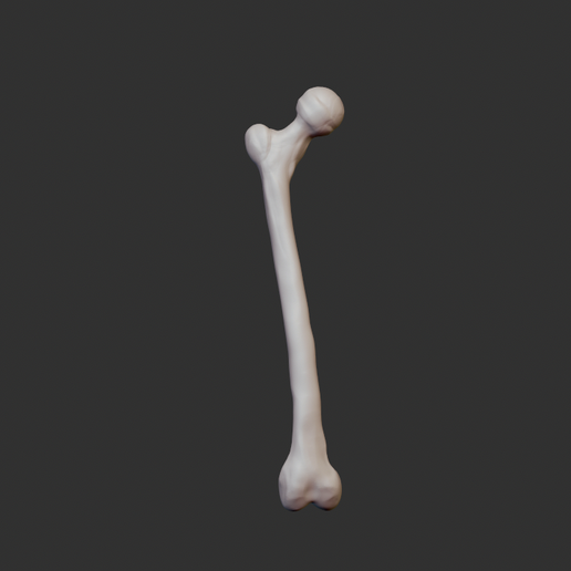 🦴 Human femur・Free STL File for ・Cults