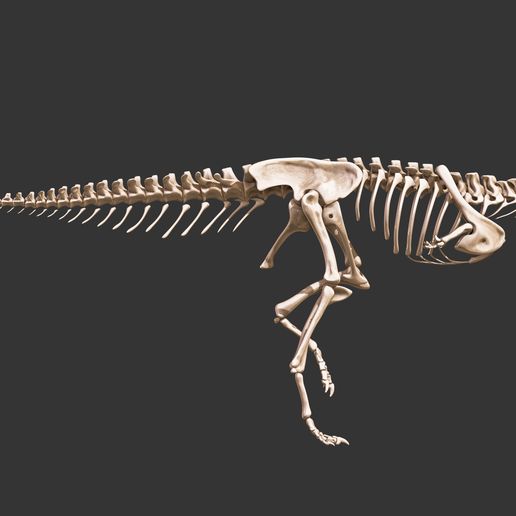 💀 Carnotaurus: Complete skeleton・ STL File for 3D printing・Cults
