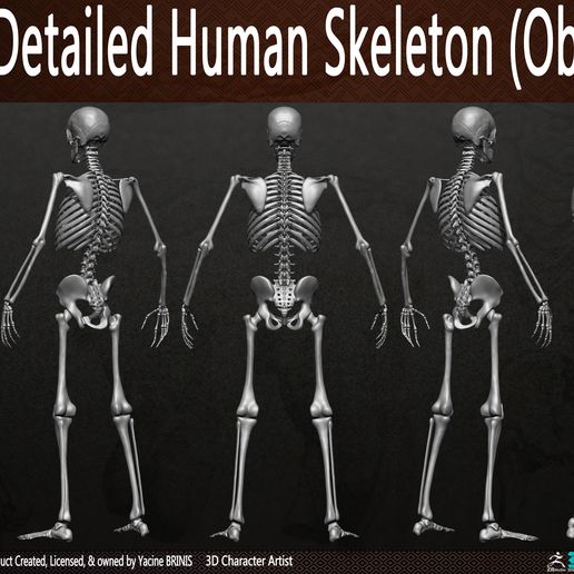 💀 Highly Detailed Human Skeleton (Male)・ 3D File for 3D printing・Cults