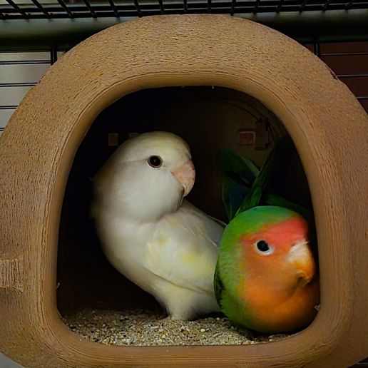 🐦 Bird nest for cage・ STL File for 3D printing・Cults