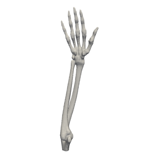 STL File 3D MODEL OF HAND And ARM BONES 3D Printing Design To Obtain