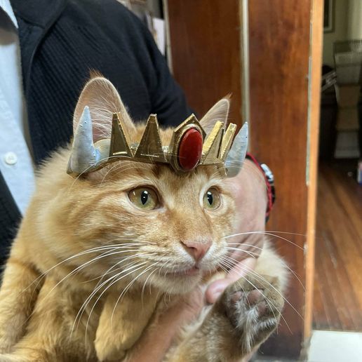 kitty with crown