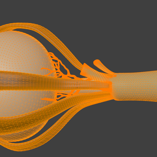 👁️ 3D Model of Human Eye Anatomy v2・ STL File for 3D printing・Cults