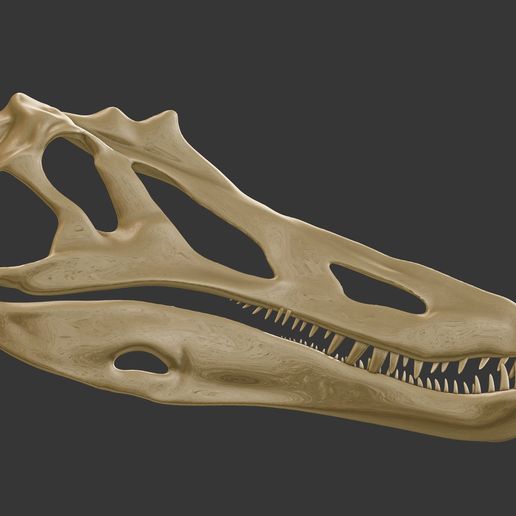 💀 Suchomimus skull・ STL File for 3D printing・Cults