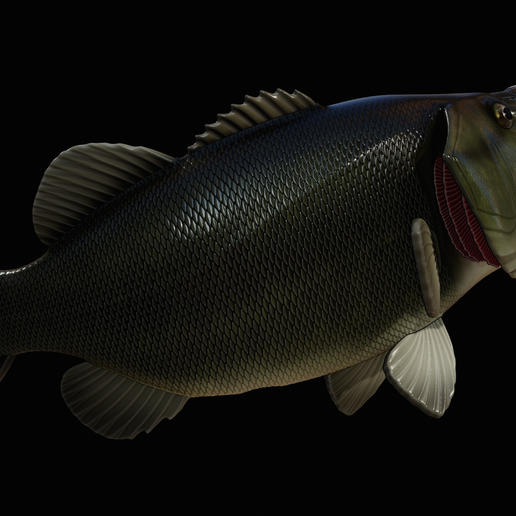 🐠 fish Largemouth Bass / Micropterus salmoides trophy statue detailed ...