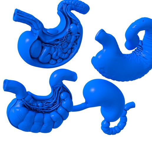 🧑‍⚕️ Human Stomach / Stomach / Stomach stl / stomach human organ ...