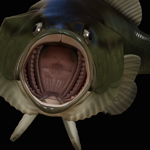 🐠 fish Largemouth Bass / Micropterus salmoides trophy statue detailed ...