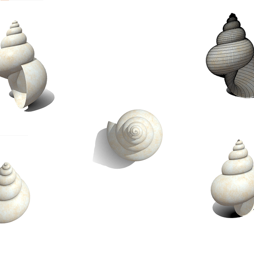🐚 shell・ STL File for 3D printing・Cults