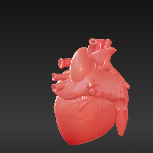 💜 Realistic Human Heart STL File for 3D Printing – Anatomical Medical ...