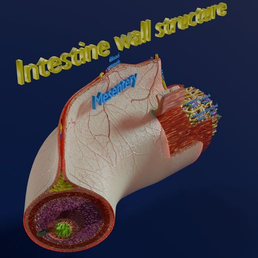 ⚕️ Intestinal wall layers anatomy labelled・ STL File for 3D printing・Cults