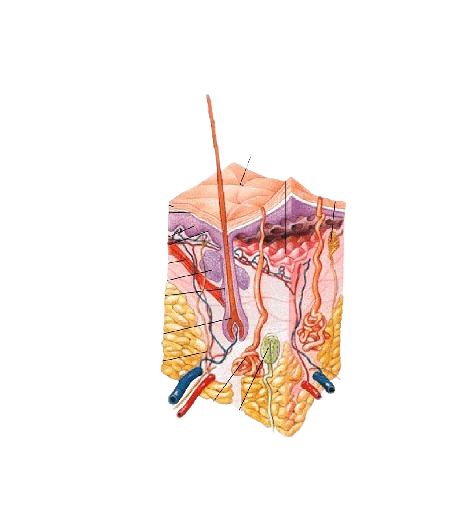 integumentary system without labels