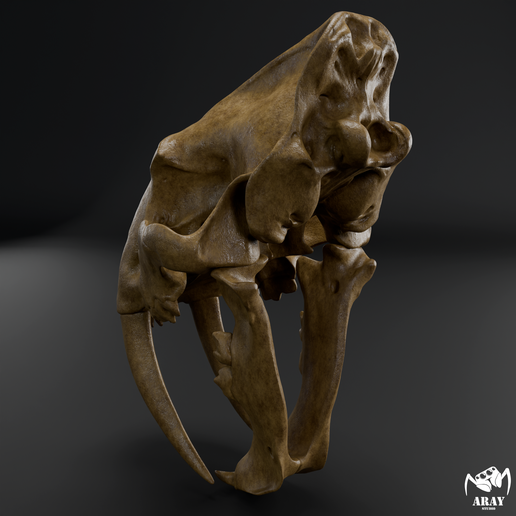 💀 Smilodon populator - sabertooth skull 3D print model・ 3D File for 3D ...