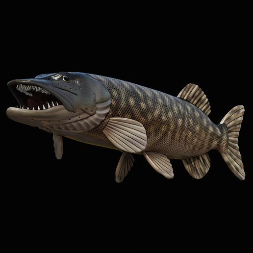 👄 NORTHERN PIKE / ESOX LUCIUS open mouth fish model for 3D printing・ 3D ...