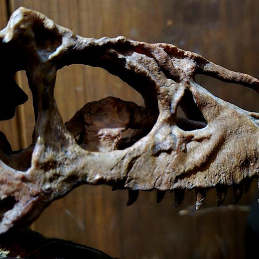 💀 ALLOSAURUS SKULL・ 3D File for 3D printing・Cults