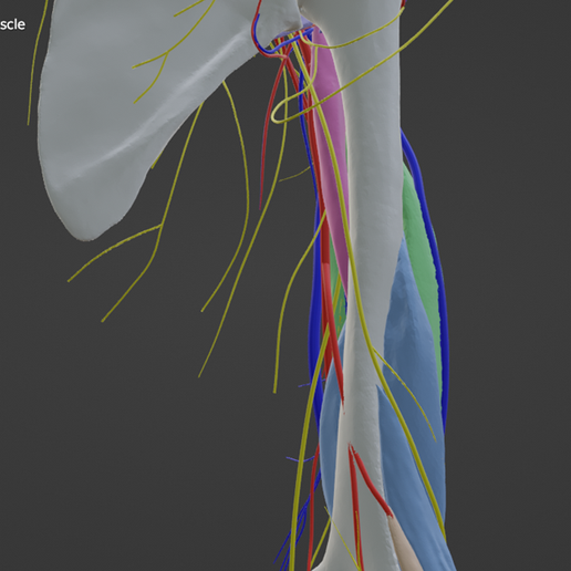 Archivo STL COMPLETE UPPER LIMB ANATOMY WITH MUSCLES, BONES, NERVES ...