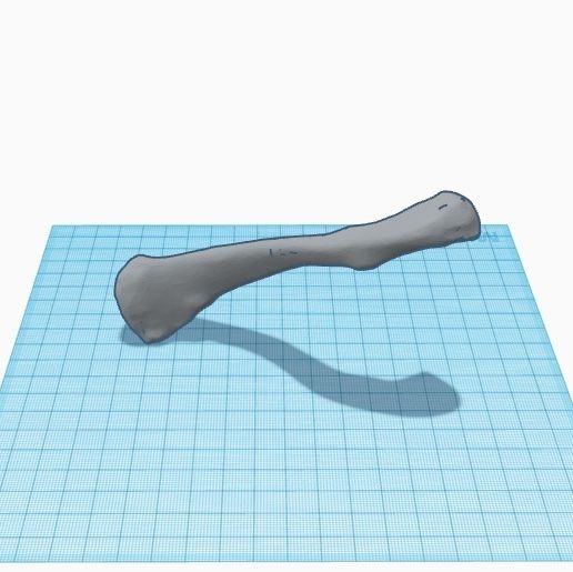 STL file CLAVICLE - ANATOMY MODEL ⚕️ ・Template to download and 3D print ...