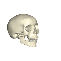 Skull best STL files for 3D printing・Cults