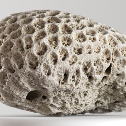 3D file 001568 Detailed 3D scan of a natural coral piece 🩻 ・3D print ...