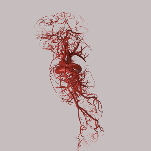 🌳 Arborial segment of arterial tree organ segmented model・ 3D File for ...