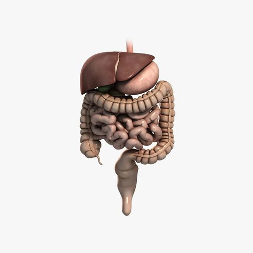 digestive system realistic