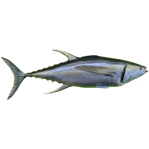 🐠 Yellow Fin Tuna Fish・ STL File for 3D printing・Cults