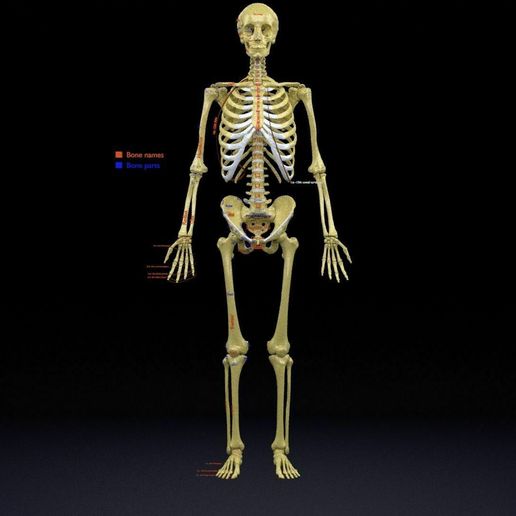 💀 Human skeleton set complete separable labelled bone names parts 3D ...
