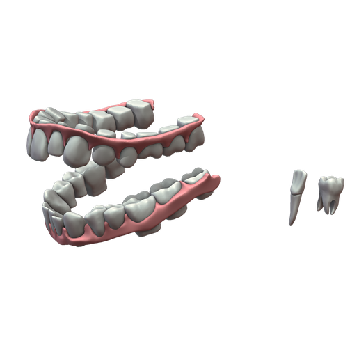 👑 Human teeth・ STL File for 3D printing・Cults