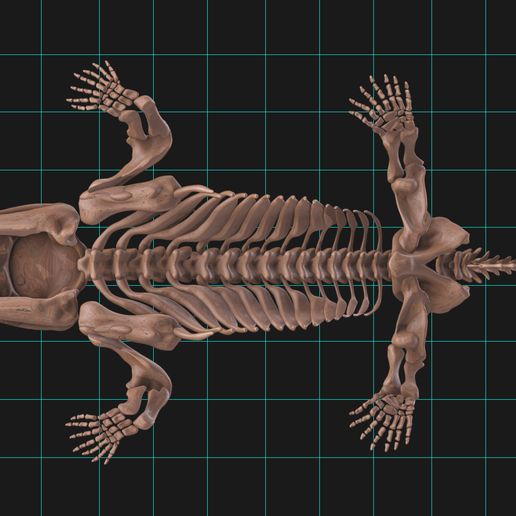 💀 Ichthyostega : Esqueleto completo・Archivo STL para Impresión 3D y ...