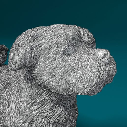 🐕 Havanese dog・ STL File for 3D printing・Cults