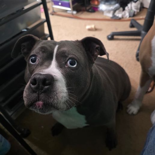 🐕 Pooping Lucy Pitbull Toothpaste Dispenser・ 3MF File for 3D printing・Cults