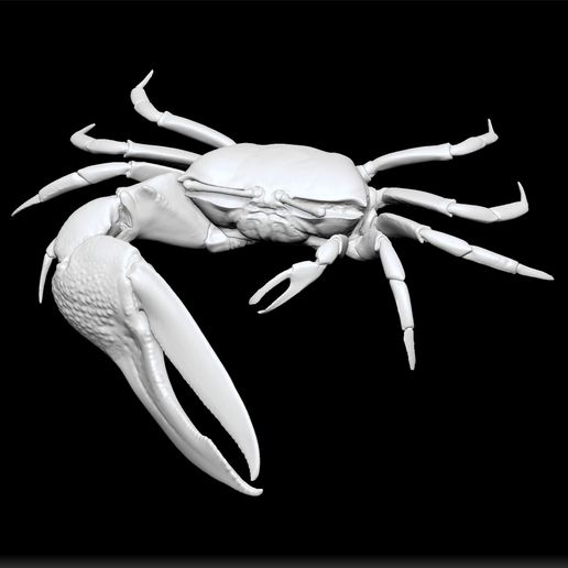 🦀 fiddler - crab fiddler - 3D model crab - figure crab - stl crab ...