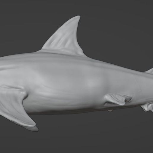 🦈 Shark・ 3D File for 3D printing・Cults