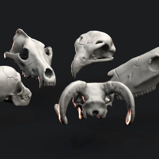 🦸 Animal Skulls・ 3D File for ・Cults