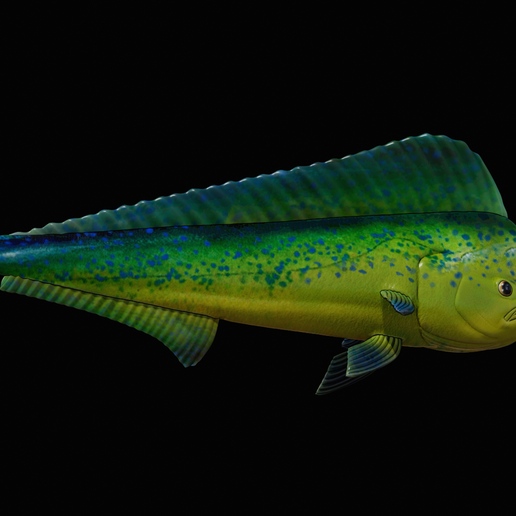 🐠 mahi mahi / Coryphaena hippurus fish model for 3D printing・ 3D File ...