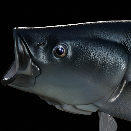 STL file fish coalfish / Pollachius virens in motion trophy statue ...