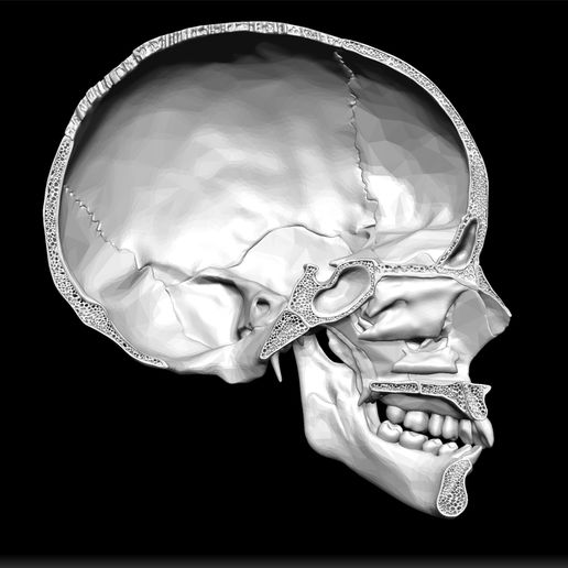 🫀 Sagittal Cut of Human Cranium and Mandible 3D Print Model ...