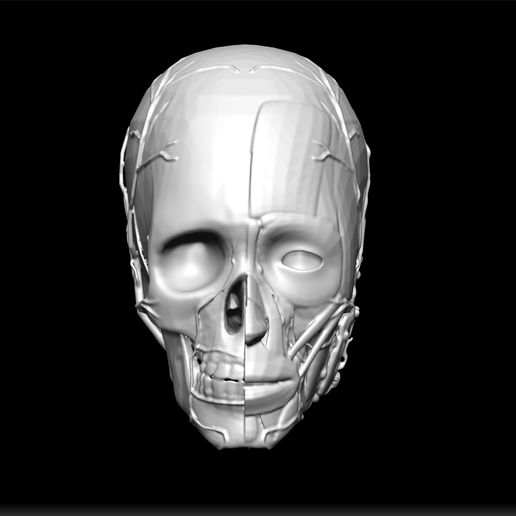 STL file human face anatomy medical ⚕️ ・Model to download and 3D print ...