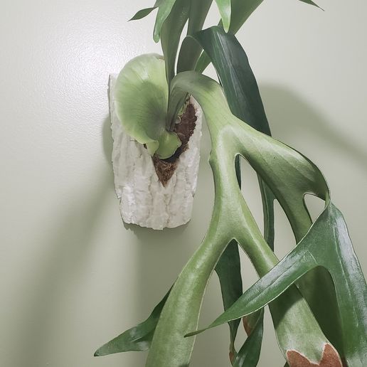 🪴 Staghorn Fern Wall Mount Set - Faux Log・ STL File for 3D printing・Cults