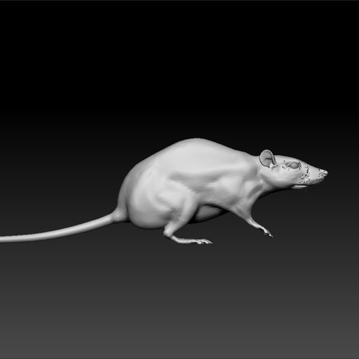 🥼 Lab Rat -rat 3d model for 3d print・ STL File for 3D printing・Cults