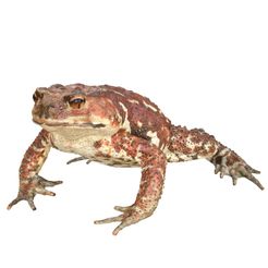 Download 1 3D model from Japanese Toad FROG listed by SPECIAL_3D_MODEL ...