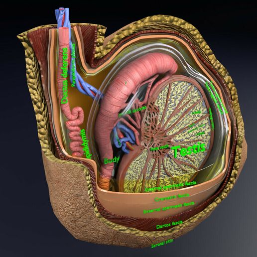 testis anatomy layers