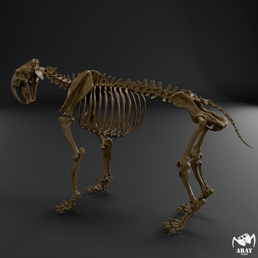 💀 Smilodon populator - sabertooth skeleton 3D print model・ 3D File for ...