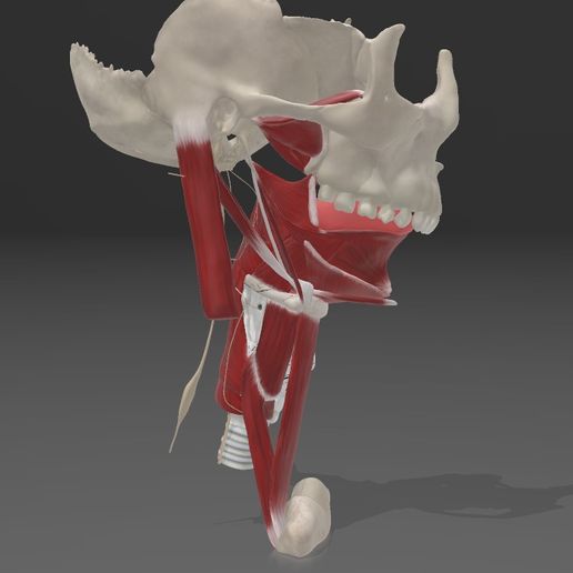 STL file Pharynx and Floor of Mouth 👄 ・3D printing model to download・Cults