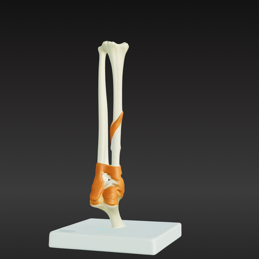 STL file 3D Joint Anatomy Model with Stand 💊 (OBJ)・3D printer model to ...