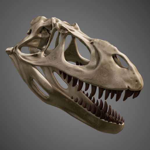 💀 Torvosaurus skull・ STL File for 3D printing・Cults