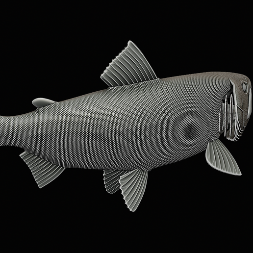 🌈 rainbow trout / Oncorhynchus mykiss fish real size open mouth in ...