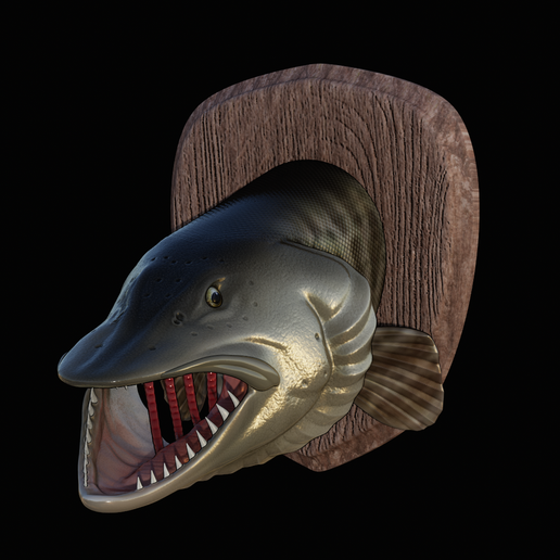 🐠 fish pike muskellunge muskie / Esox masquinongy head trophy open ...